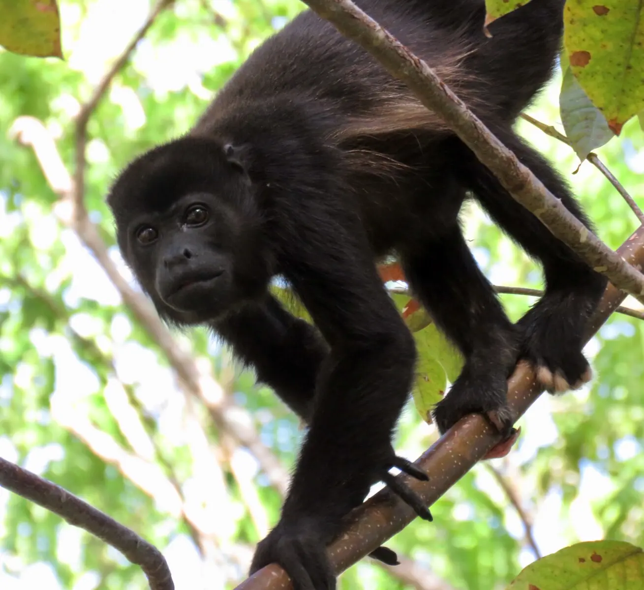 Mantled Howler Monkey Information Mantled Howler Monkey (Alouatta