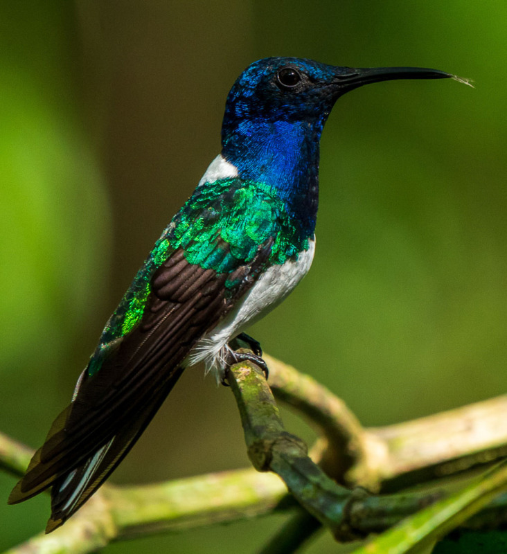 White-necked Jacobin - Wild Expedition