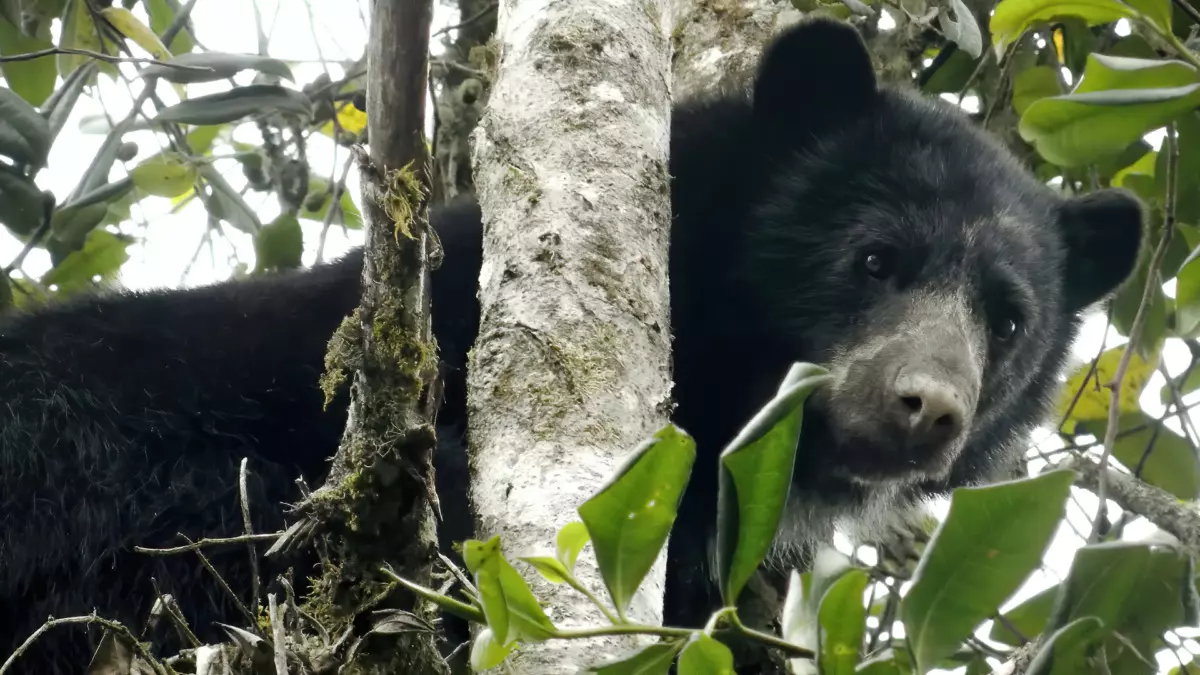 Fundación Wild Colombia - Wild Expedition
