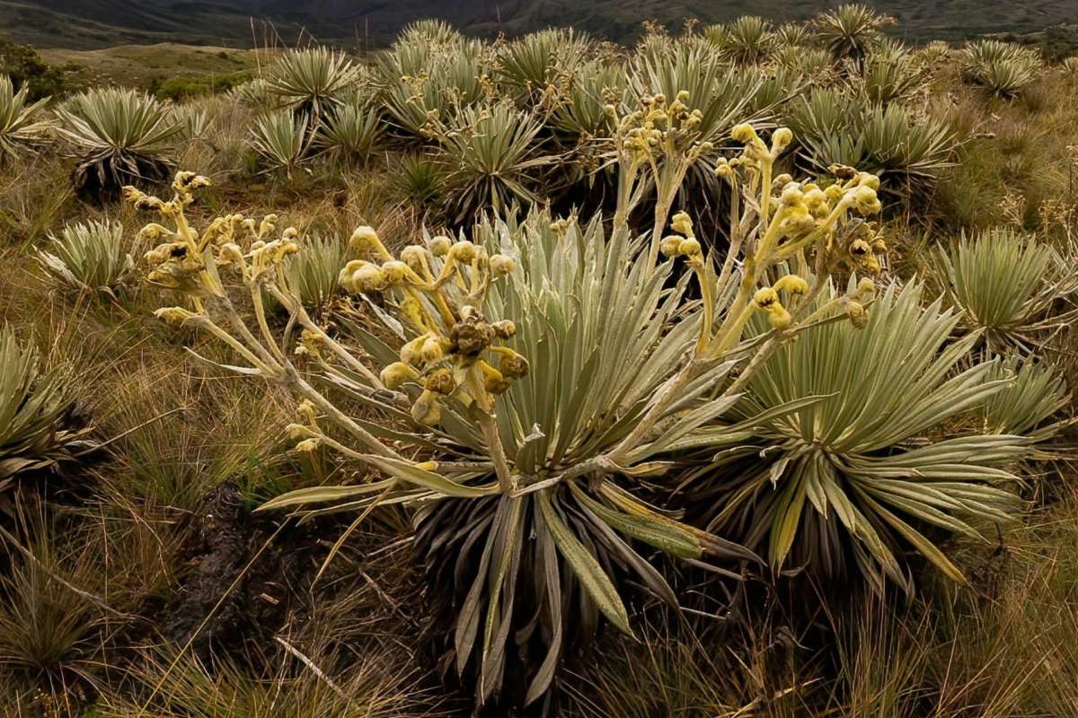 Chingaza & Guaviare, Exploring Colombia's Biodiversity - Wild Expedition