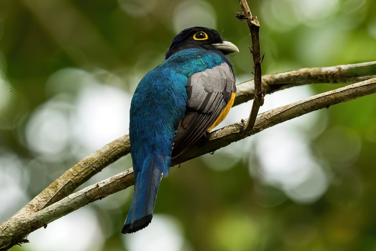 Gartered Trogon - Wild Expedition