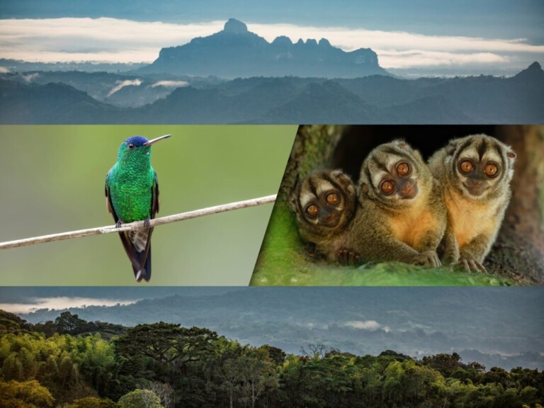 green-honeycreeper-wild-expedition
