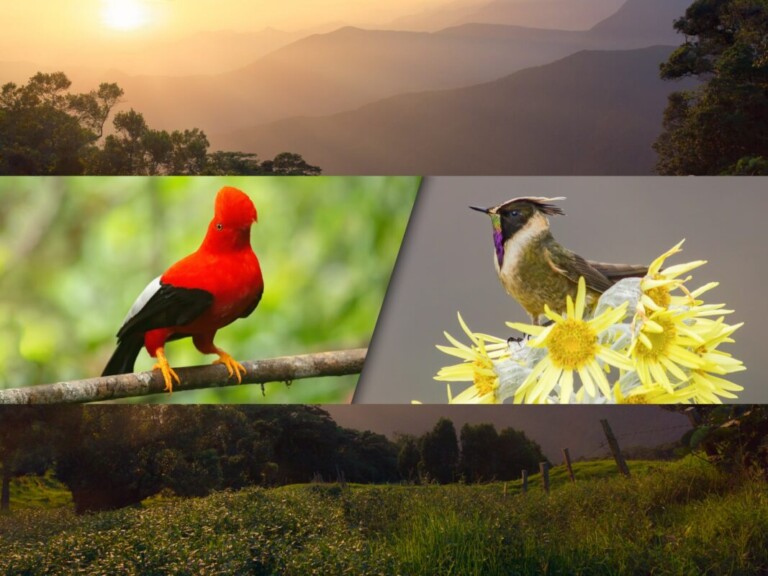 green-honeycreeper-wild-expedition