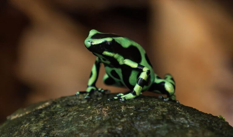Green-and-black Poison Dart Frog - Wild Expedition