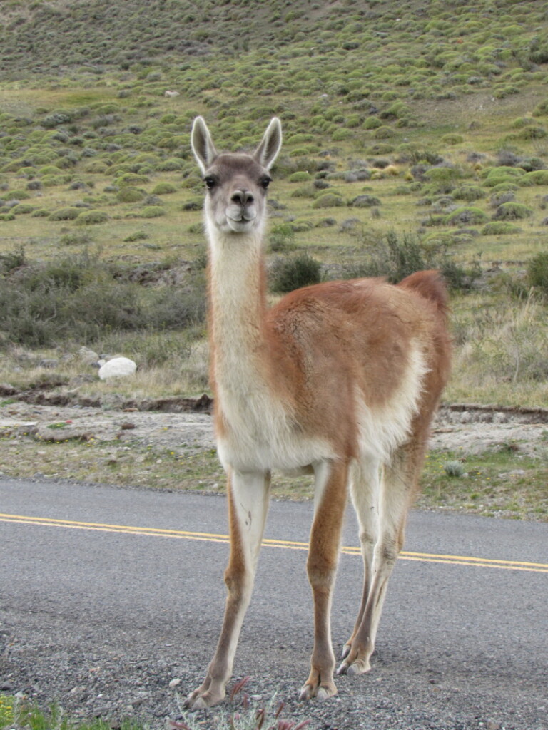 Guanaco - Wild Expedition