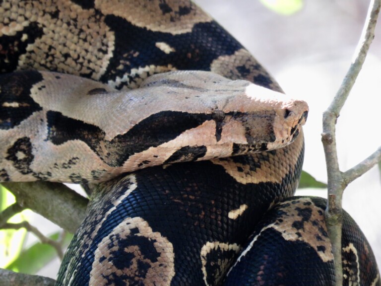 Boa Constrictor - Wild Expedition