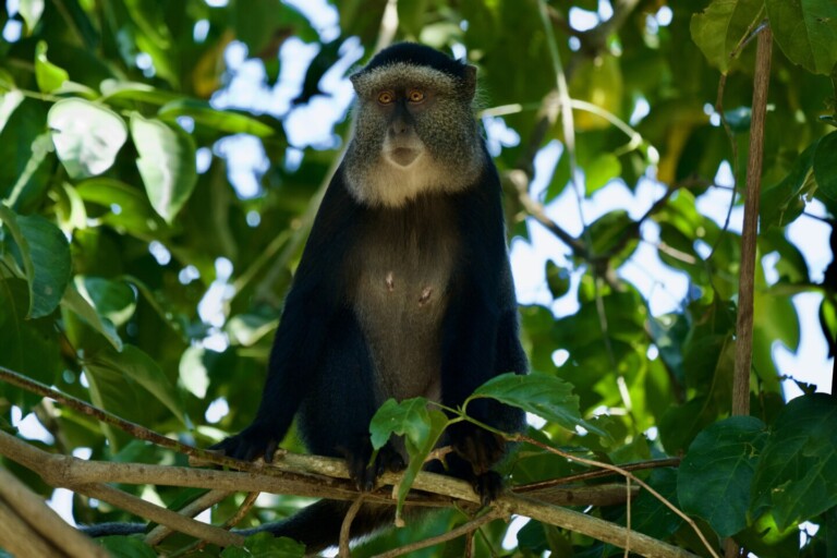 Blue Monkey - Wild Expedition