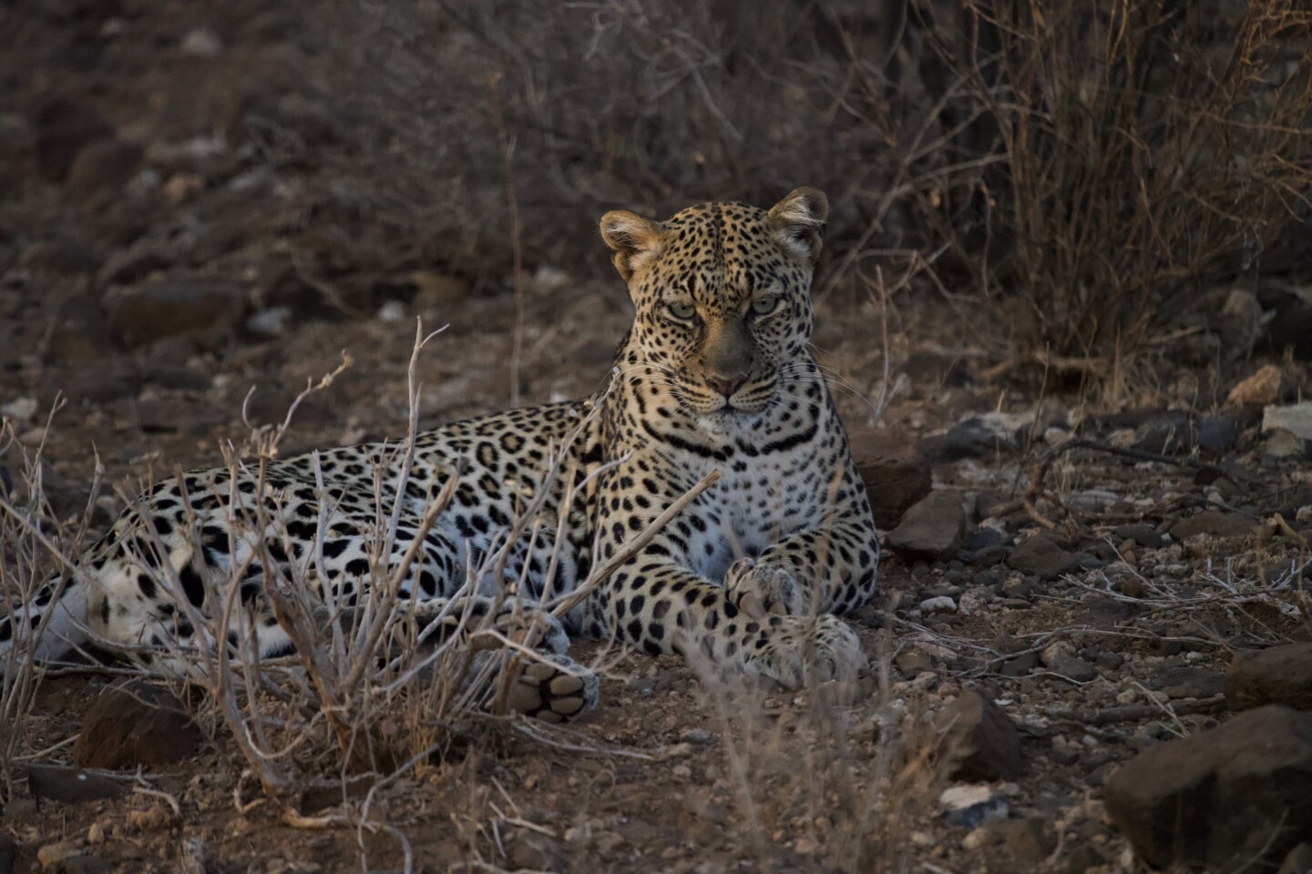 Leopard - Wild Expedition