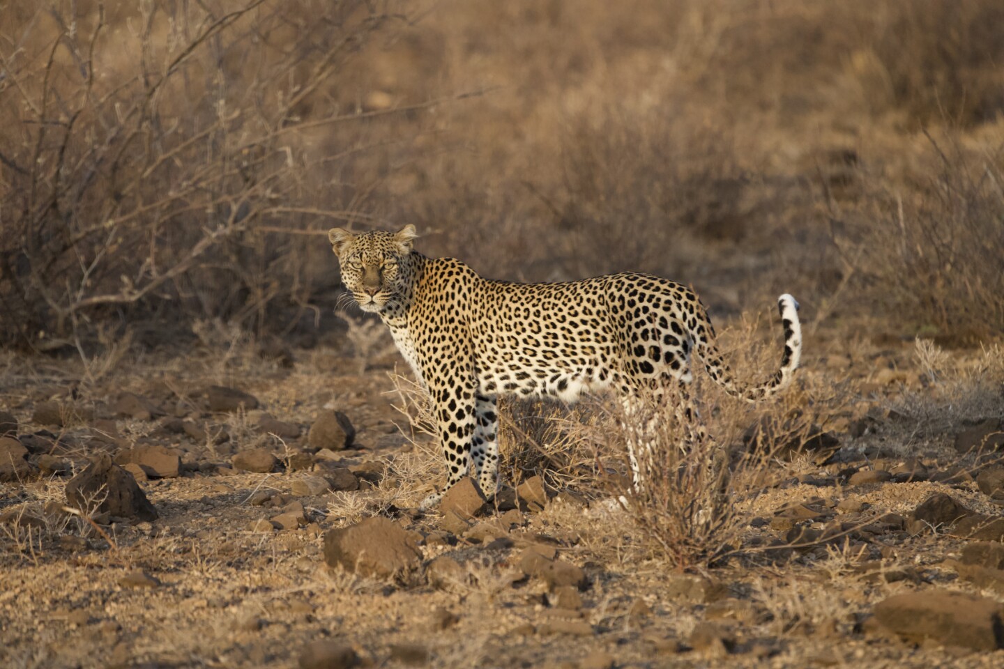 Leopard - Wild Expedition