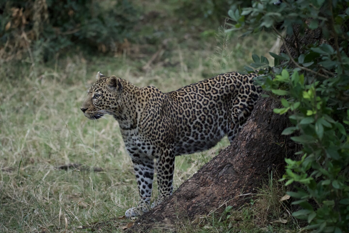 Leopard - Wild Expedition