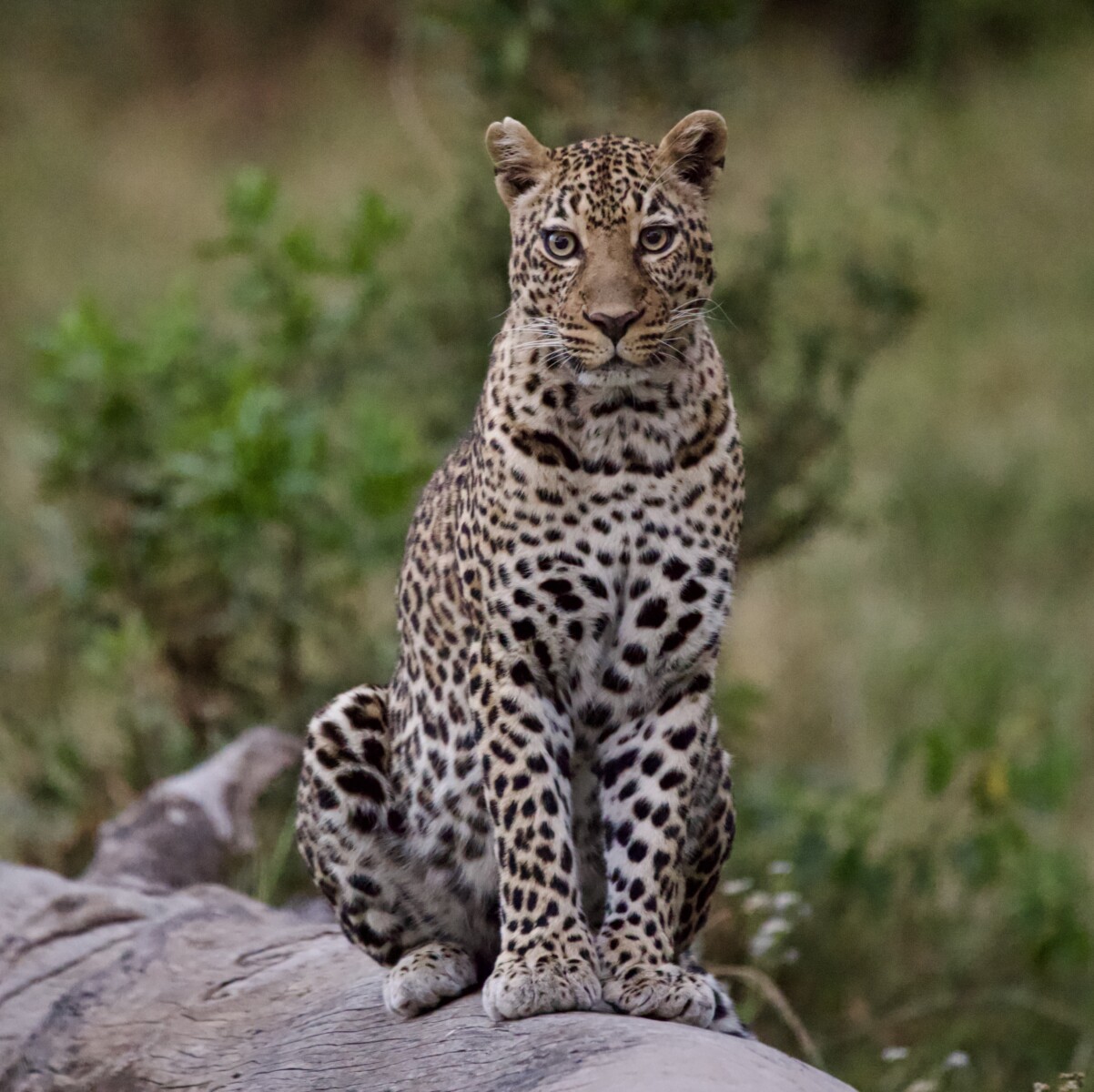 Leopard - Wild Expedition