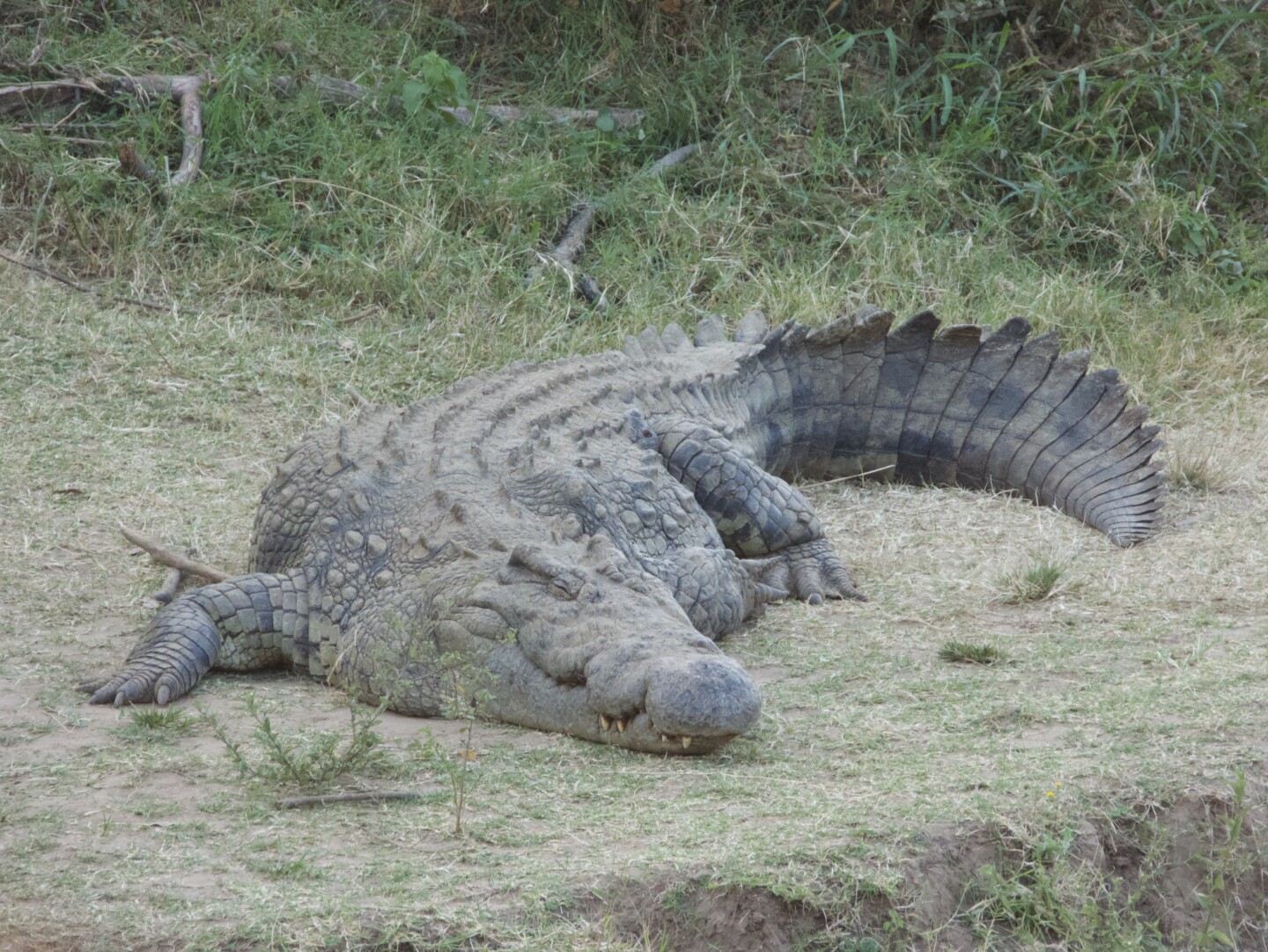 Nile Crocodile - Wild Expedition
