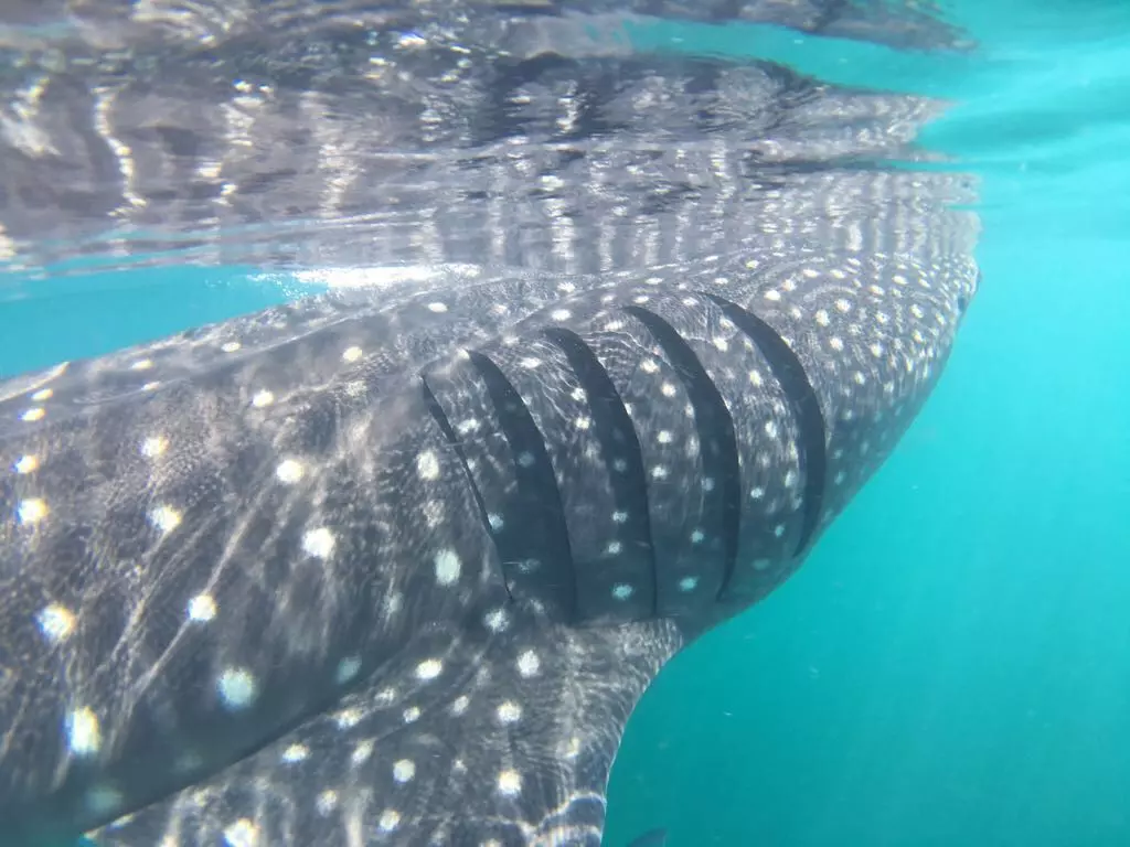 Whale Shark Species Rhincodon Typus : Whale Shark | Atlas Of Living