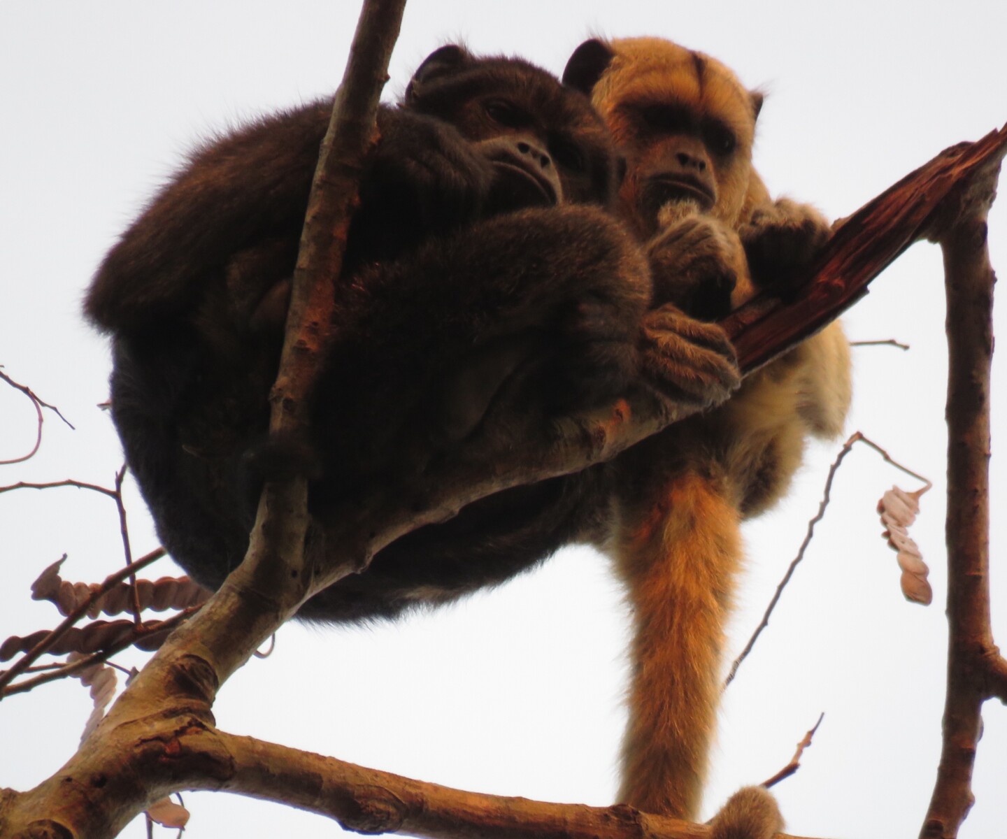 Black-and-gold Howler Monkey - Wild Expedition